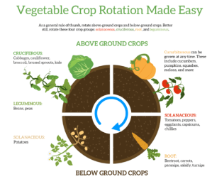 CROP ROTATION MADE EASY – Two Chickens Homestead