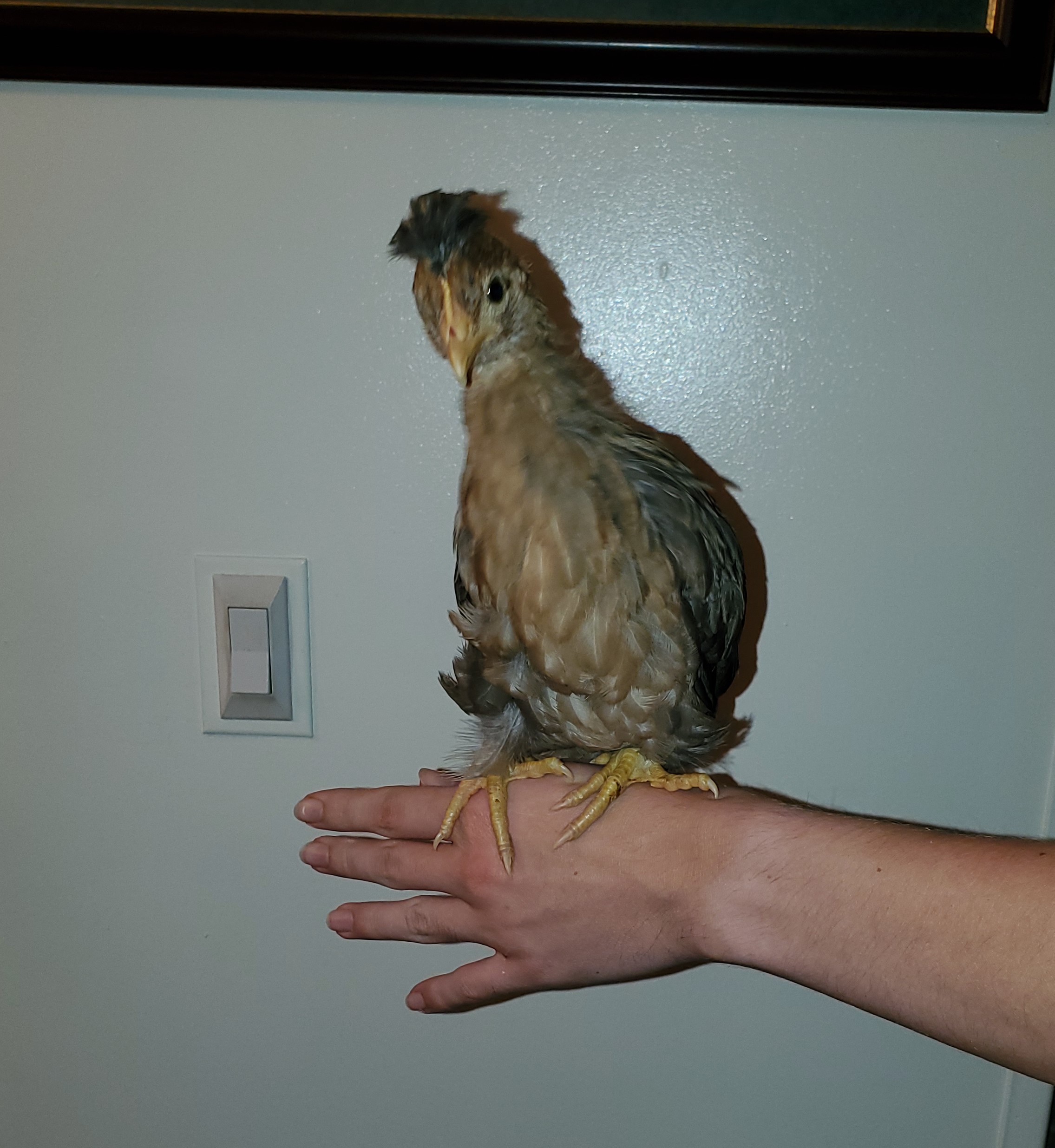 I WANT THEM OUTTA MY HOUSE! – Two Chickens Homestead