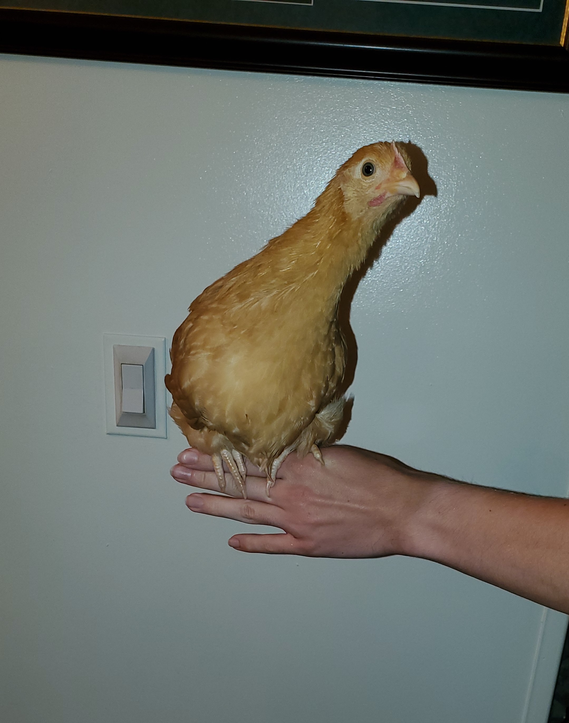 I WANT THEM OUTTA MY HOUSE! – Two Chickens Homestead