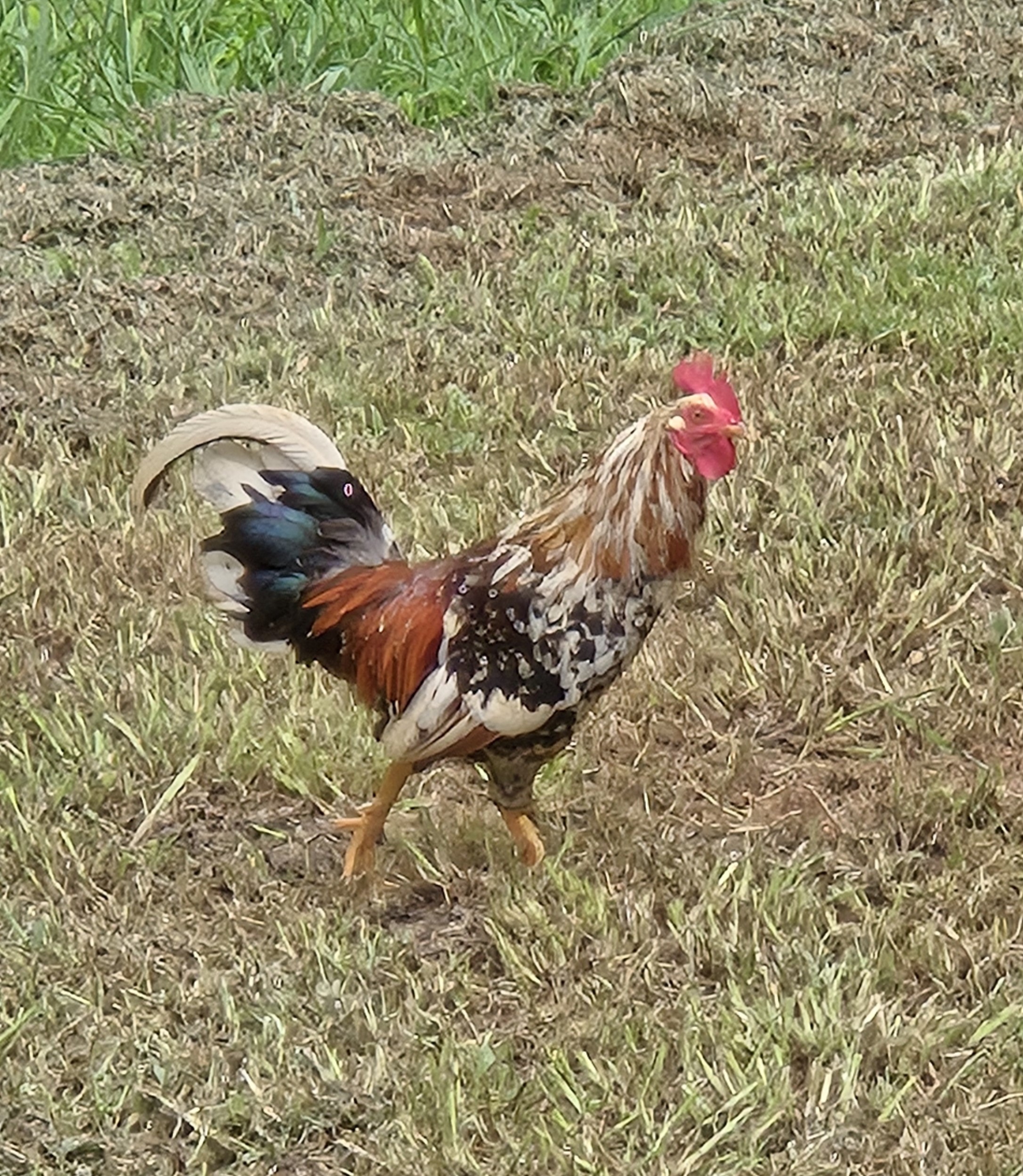 EL GALLO PEQUENO – Two Chickens Homestead